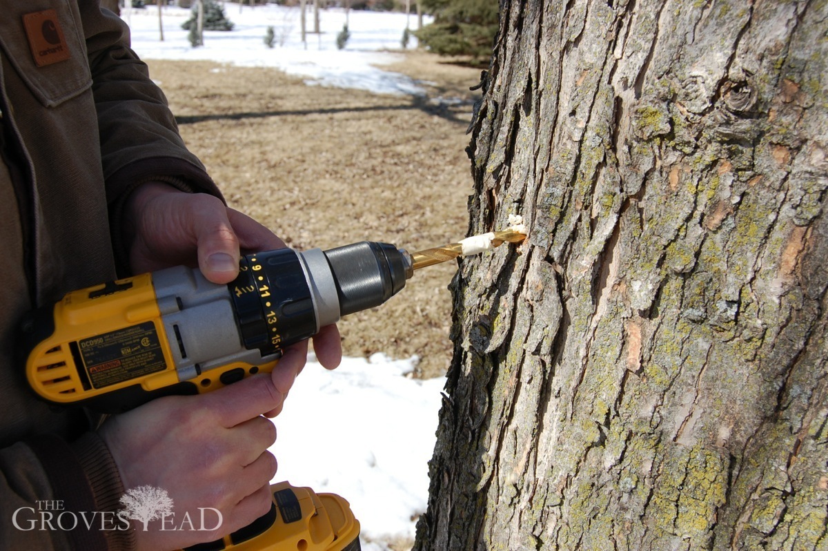 How To Tap A Tree The Grovestead How To Tap A Tree The Grovestead