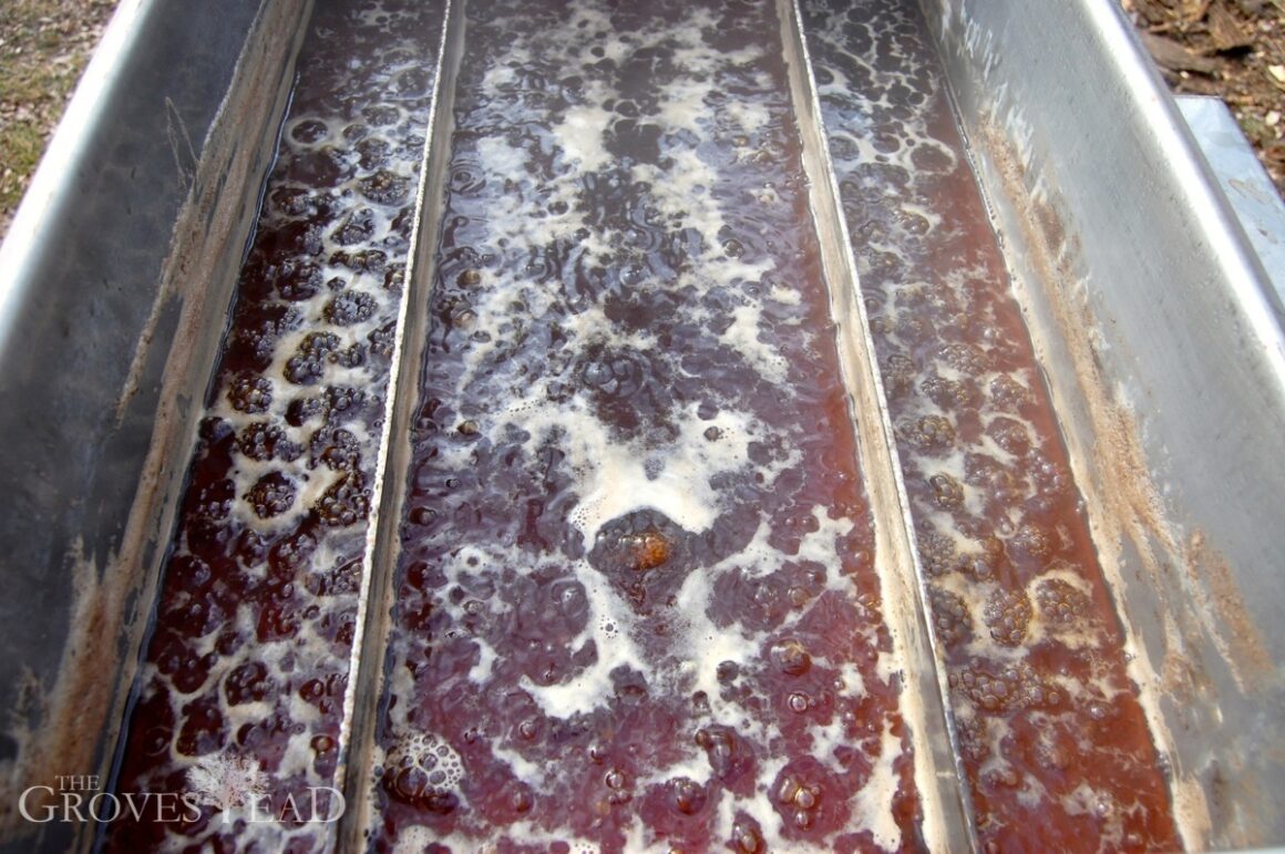 Evaporating sap and making maple syrup – The Grovestead