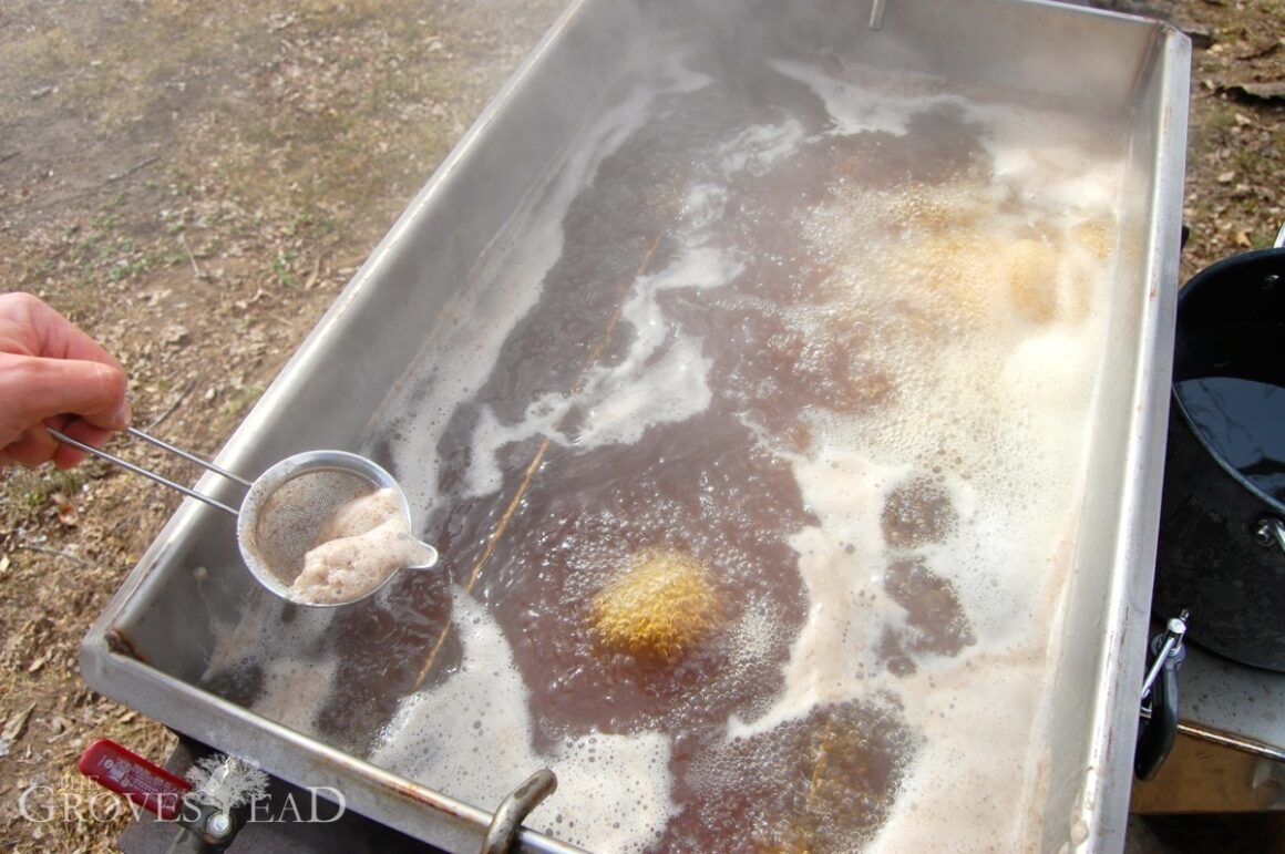 Evaporating sap and making maple syrup – The Grovestead