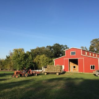 Under the grow lights – The Grovestead